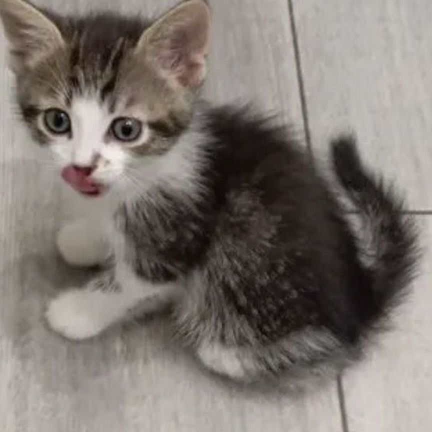 Котёнок в добрые руки