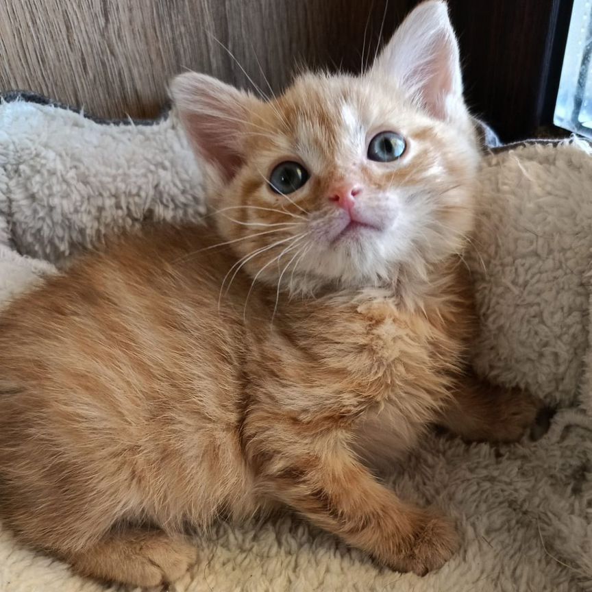 Котёнок 1,5 мес