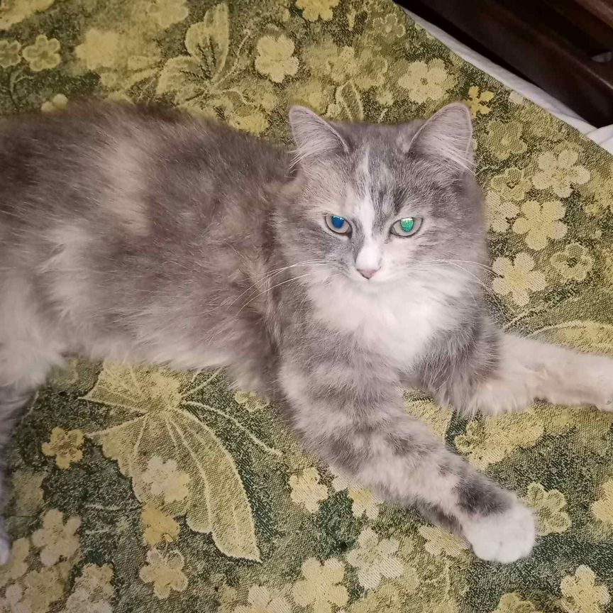 Кошка Муся, 7 мес, в добрые руки