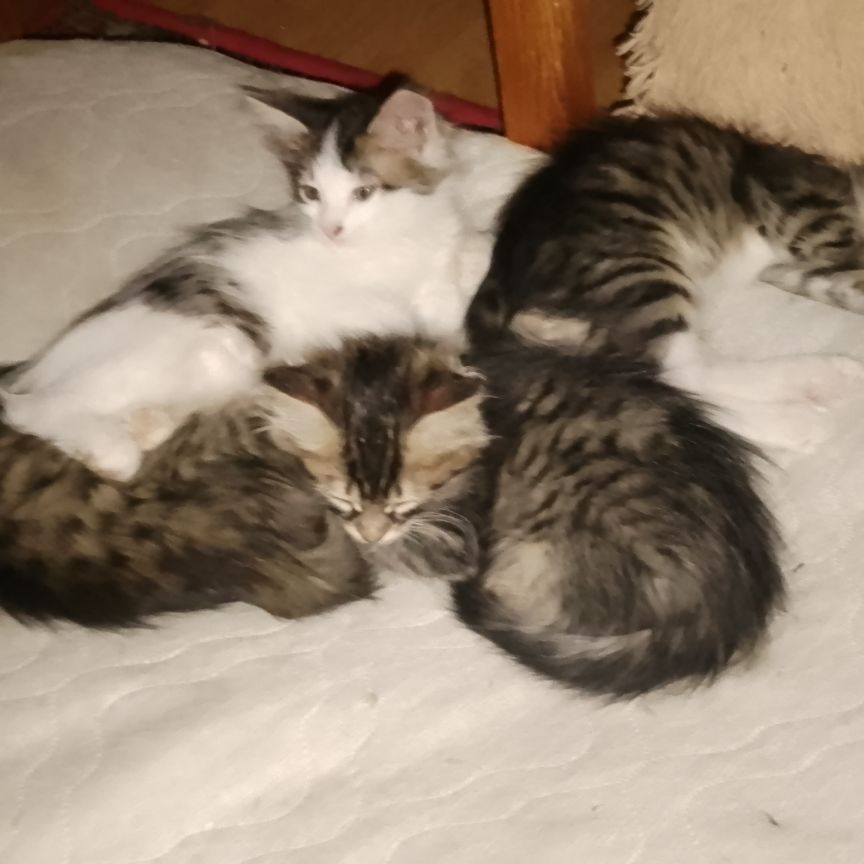 Мейн-кун котёнок