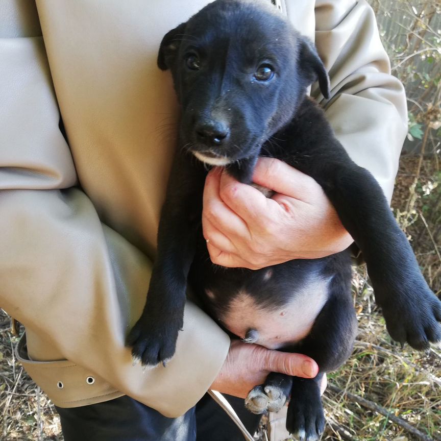 Щенки на охрану