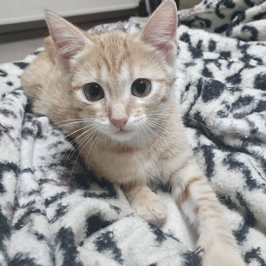 Котик Персик 5 месяцев
