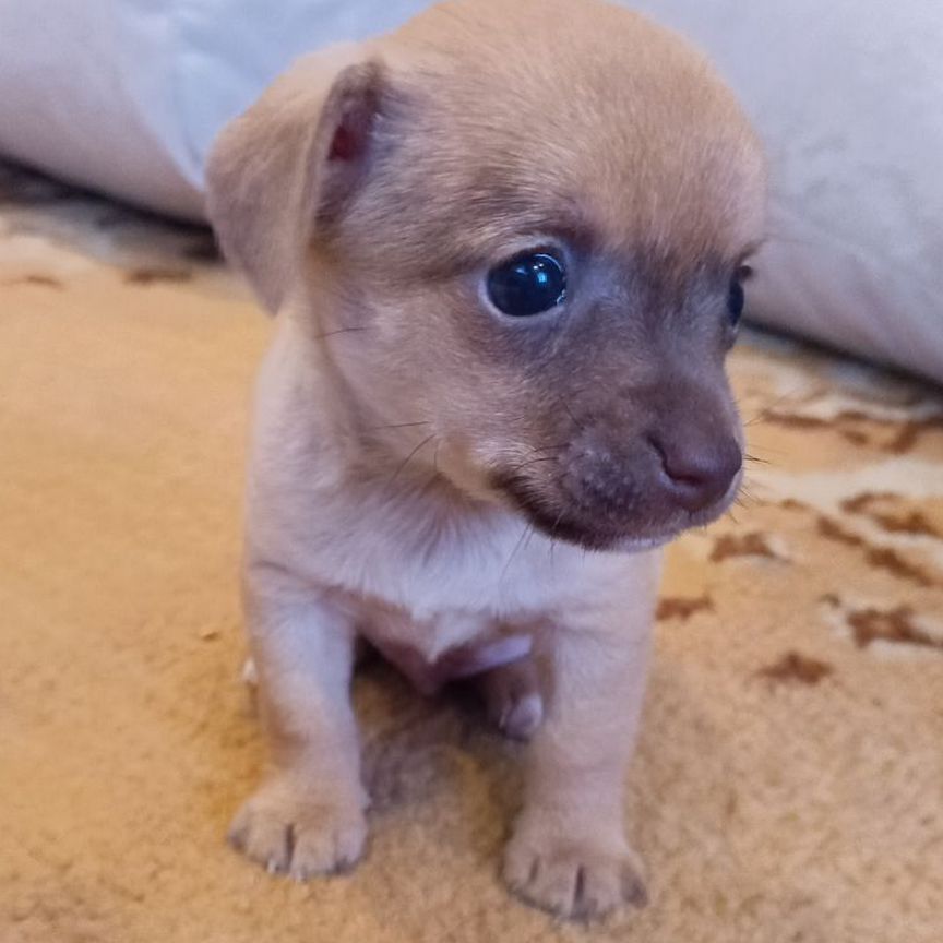 Русский той-терьер, щенок