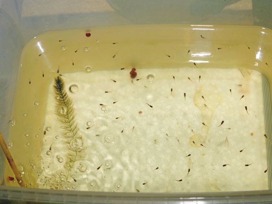 Продам мальков гуппи