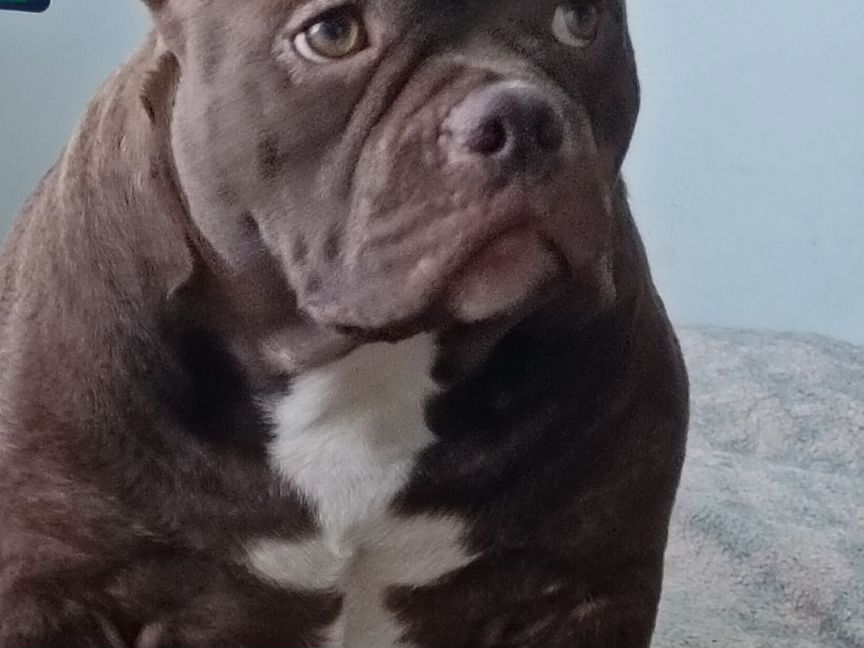 Американский булли покет