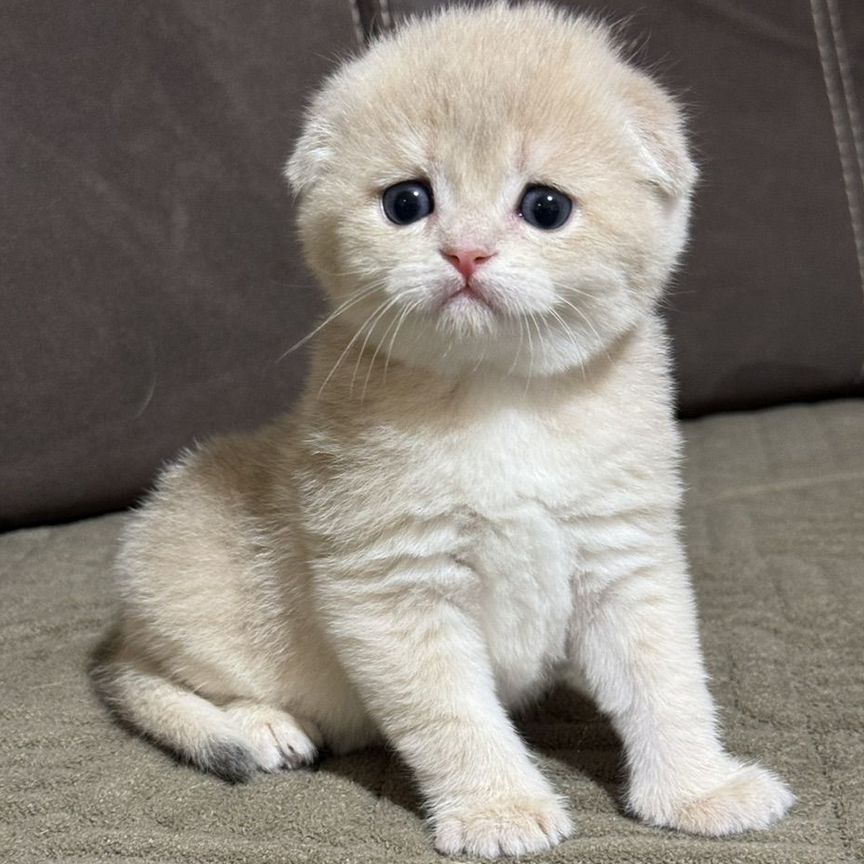 Шотландский вислоухий короткошёрстный котёнок