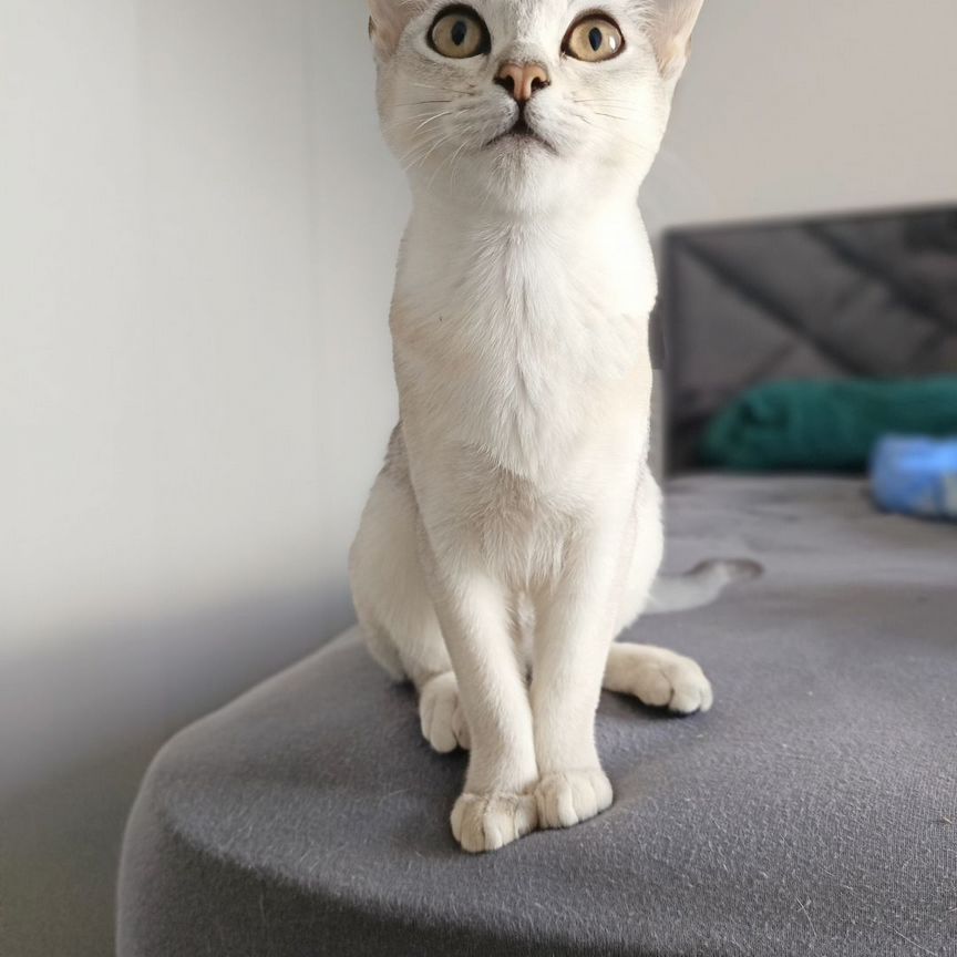 Котята бурмилла