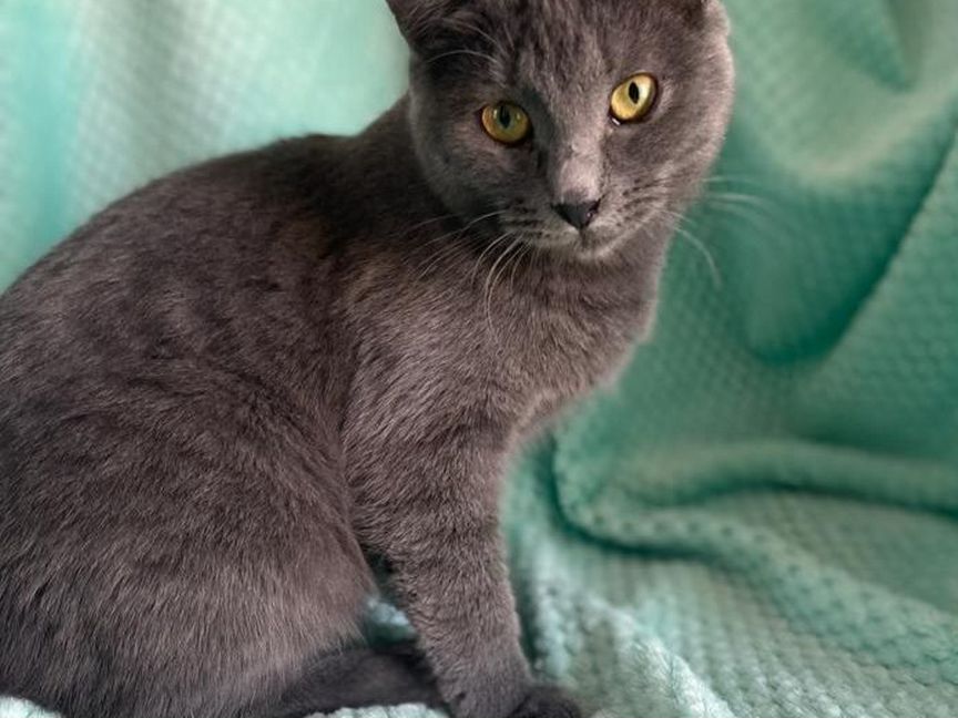 Русская голубая кошечка в добрые руки