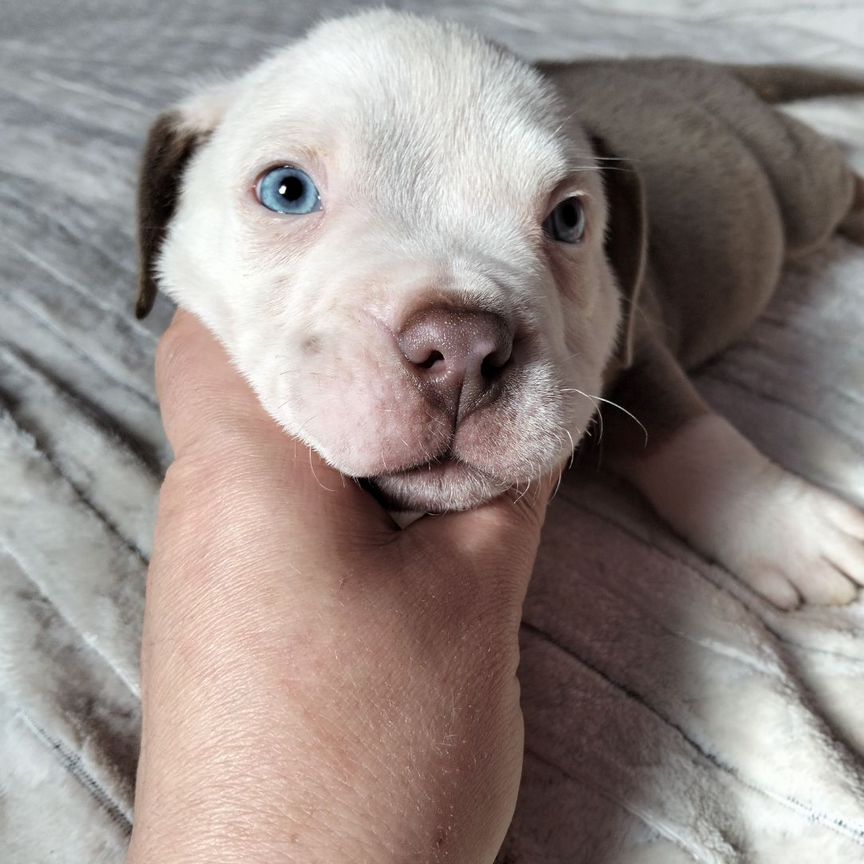 Американский булли