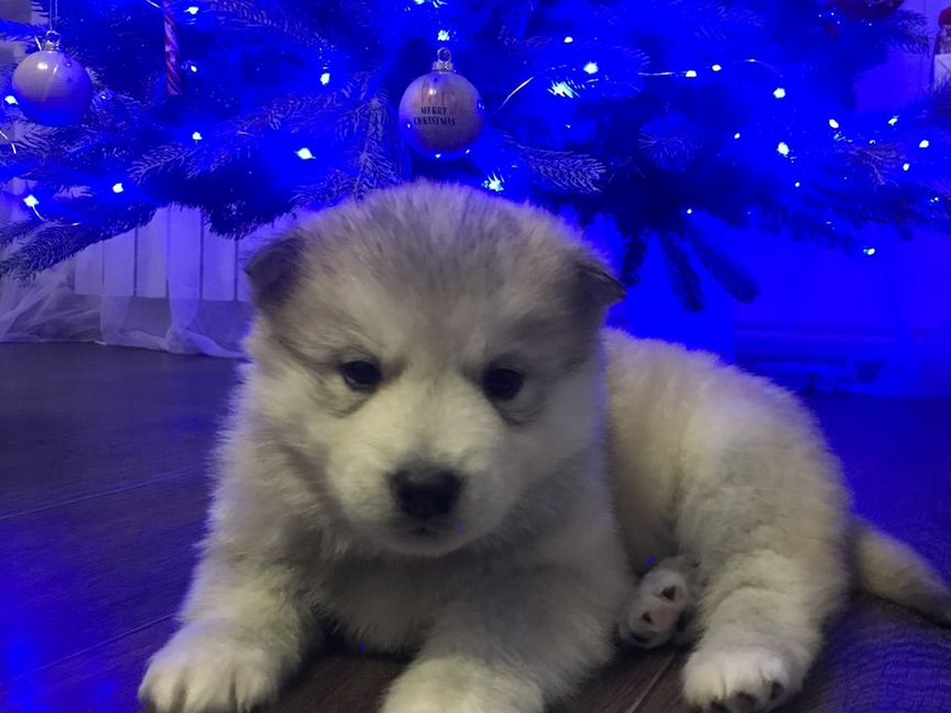 Аляскинский маламут