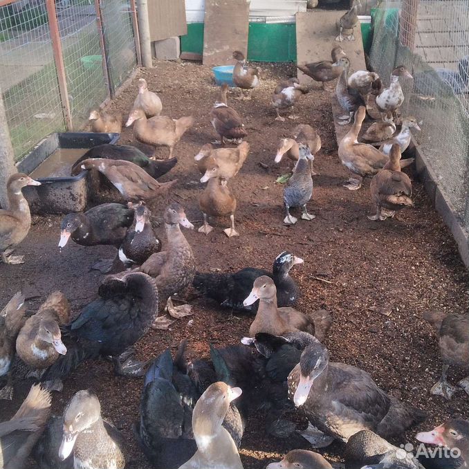 Мускусные утки индоутки индоутята