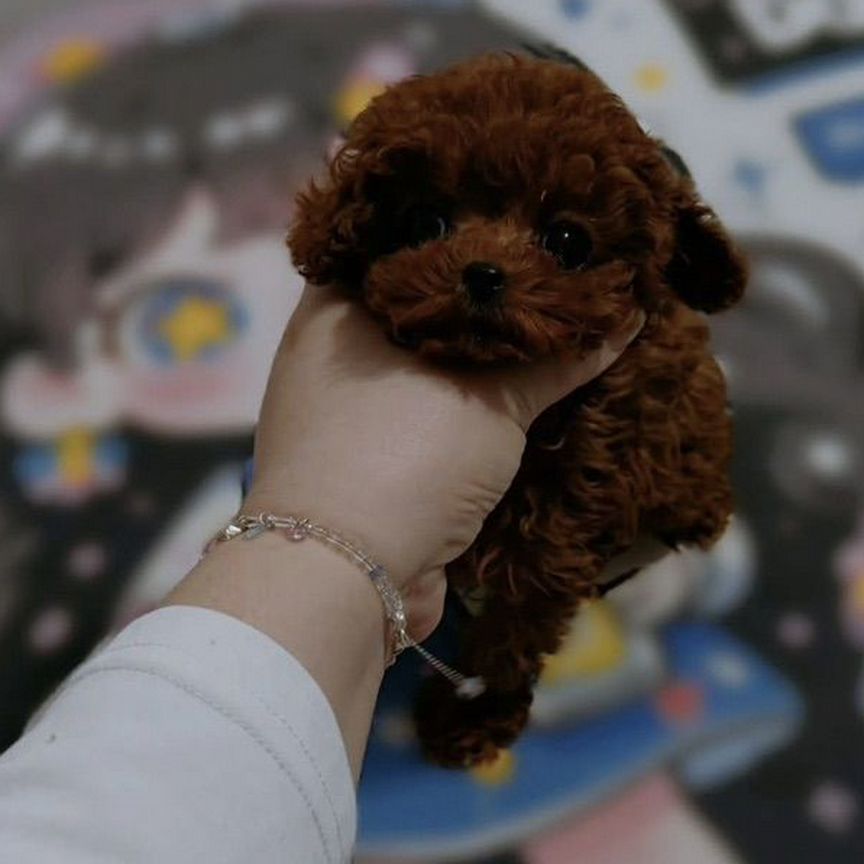 Той-пудель, щенок