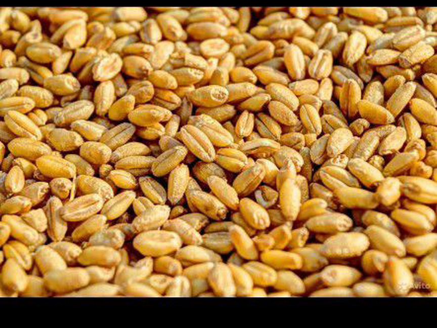 Пшеница
