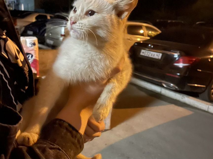 Кошки
