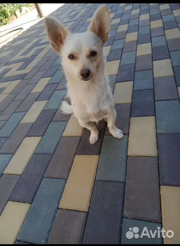 Щенки чихуахуа