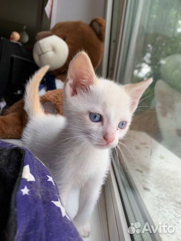 Тайский котенок