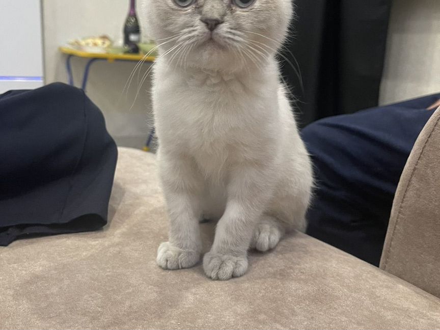 Шотландская вислоухая