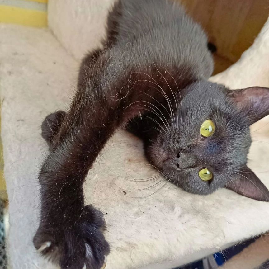 Кошка в дар