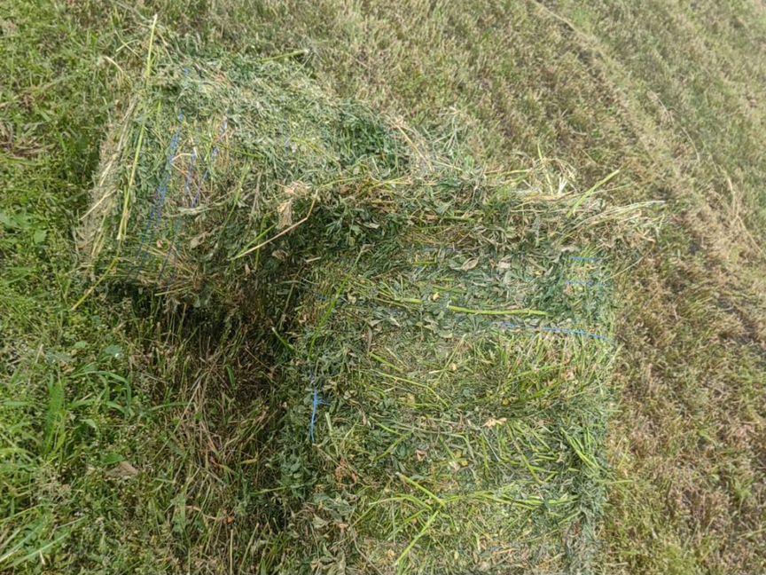 Продам сено люцерна в рулонах