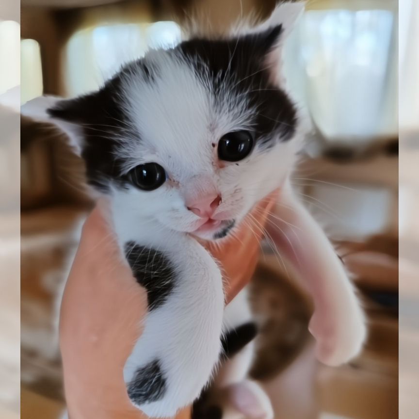 Котёнок в добрые руки