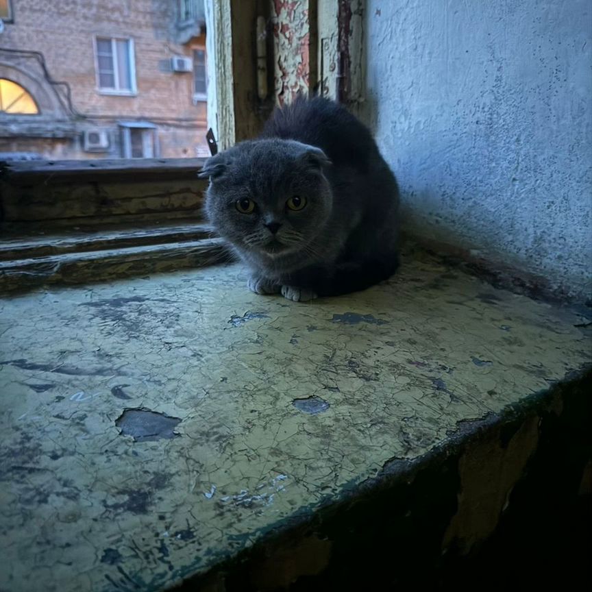 Пристраивается в добрые руки