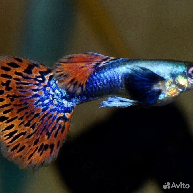 Гуппи слоновьи уши (самцы) (арт 6999)