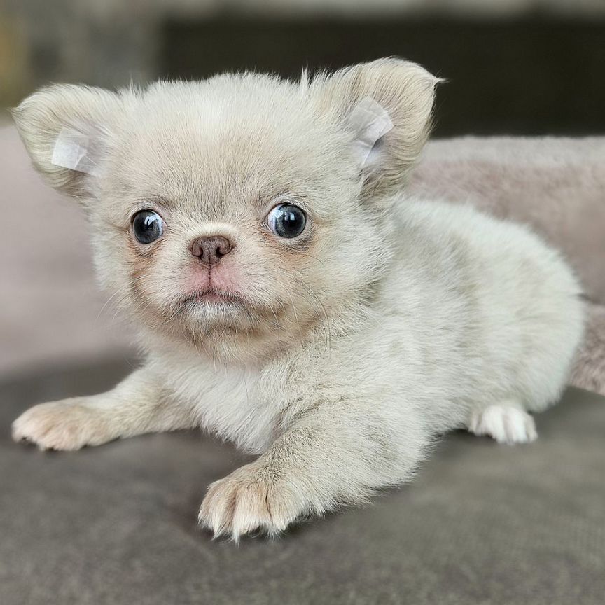 Кукляш лиловый мрамор