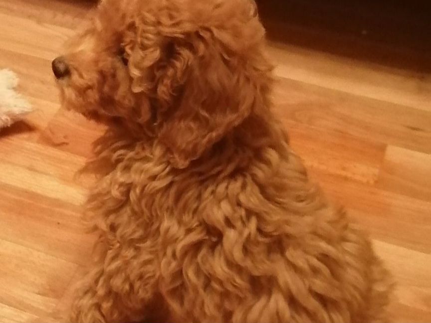 Щенки карликового пуделя