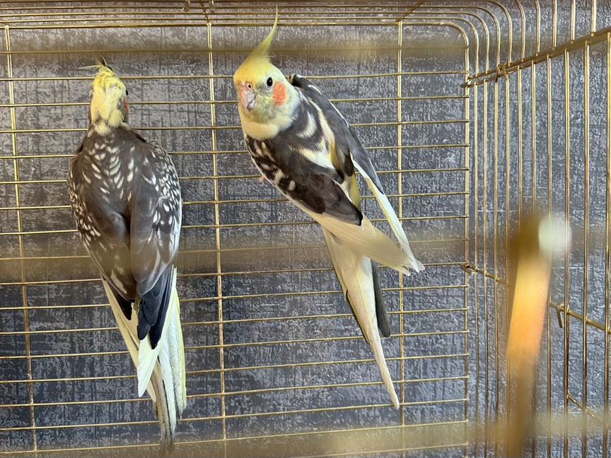 Попугай карелла пара с клеткой