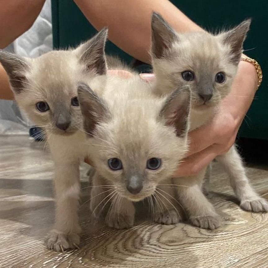 Тайский котёнок