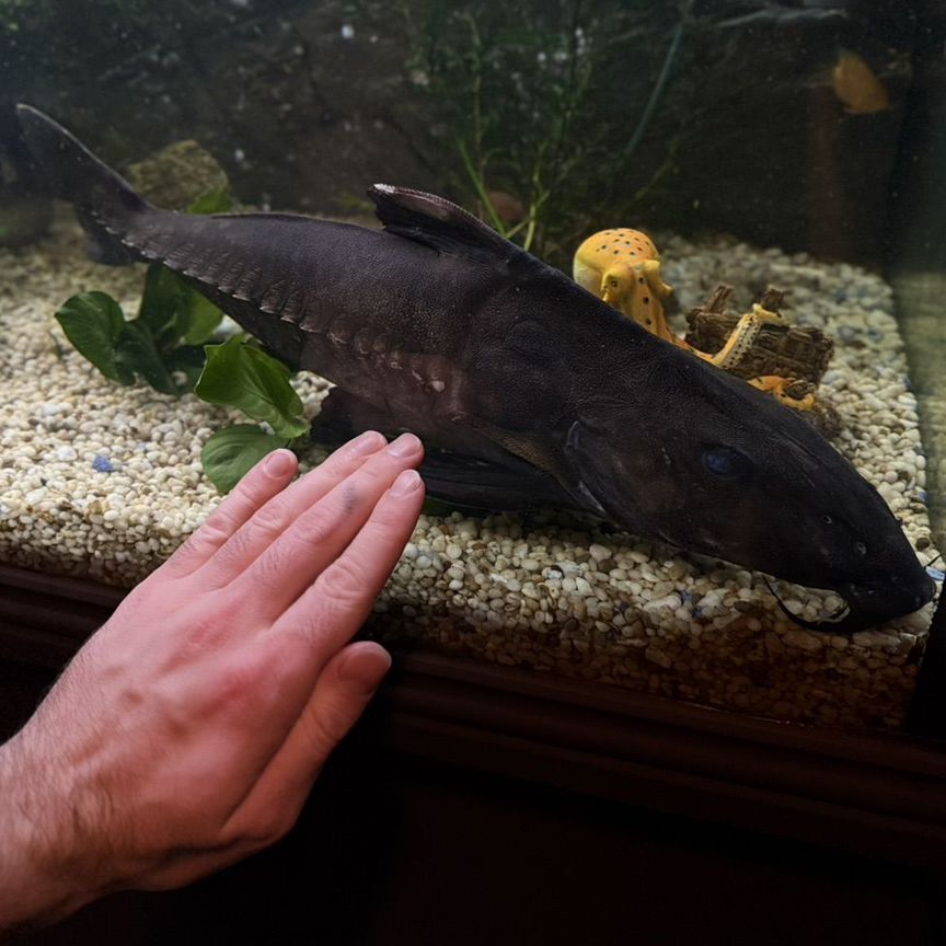 Сом оксидорас