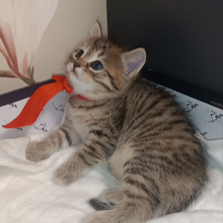 Котята в добрые руки 1 месяц