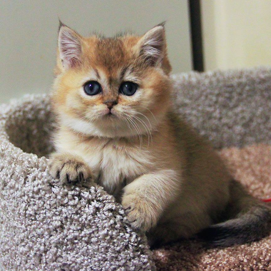 Британский короткошёрстный котёнок