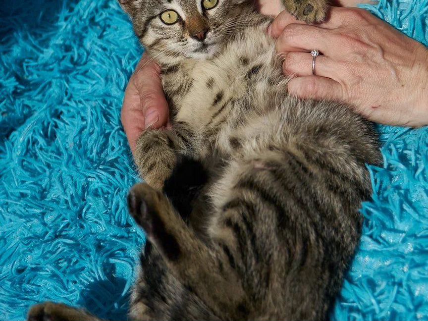 Кошки в добрые руки бесплатно