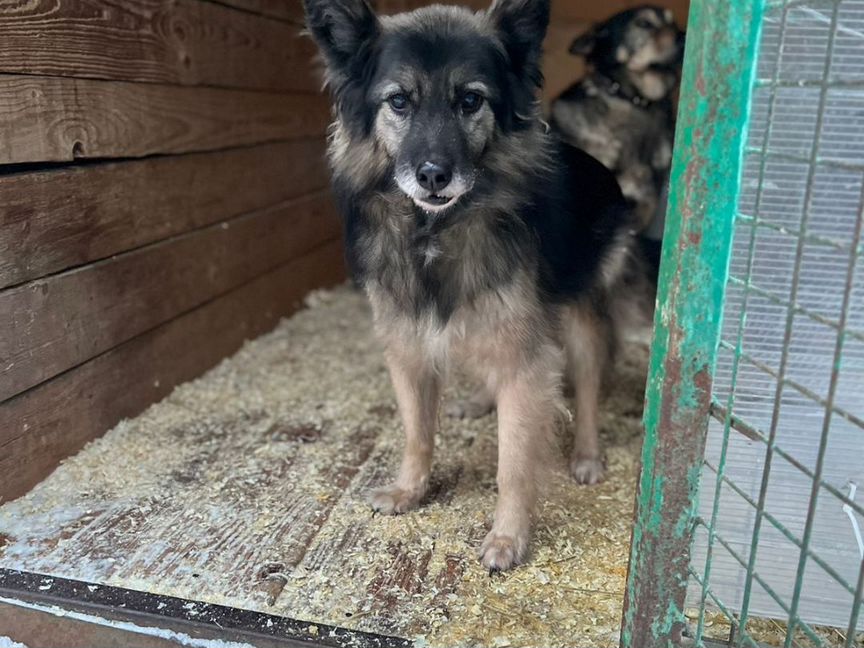 Пожилая собачка из приют всё ещё надеетс найти дом