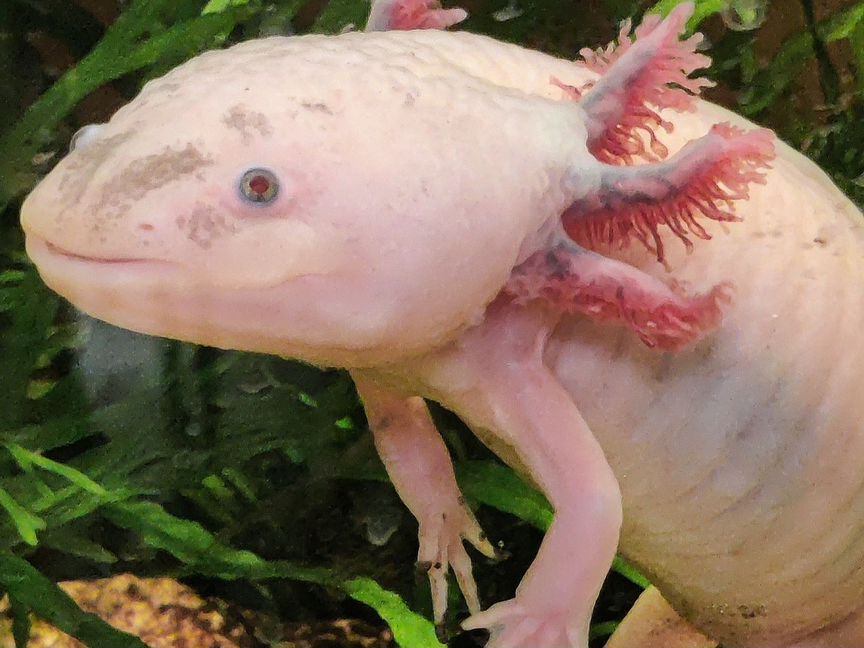 Аксолотль с аквариумом