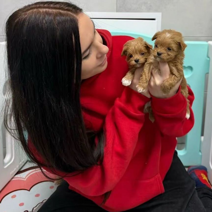 Мальтипу, щенок