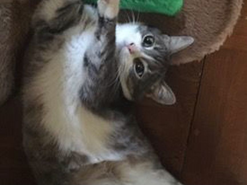 Ищу дом Василисе Премудрой