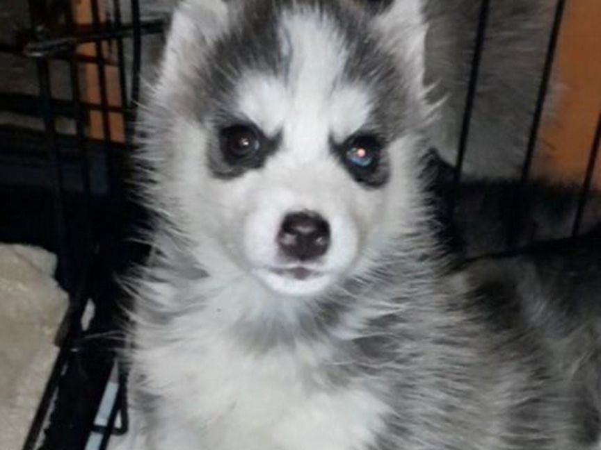 Девочка с родословной