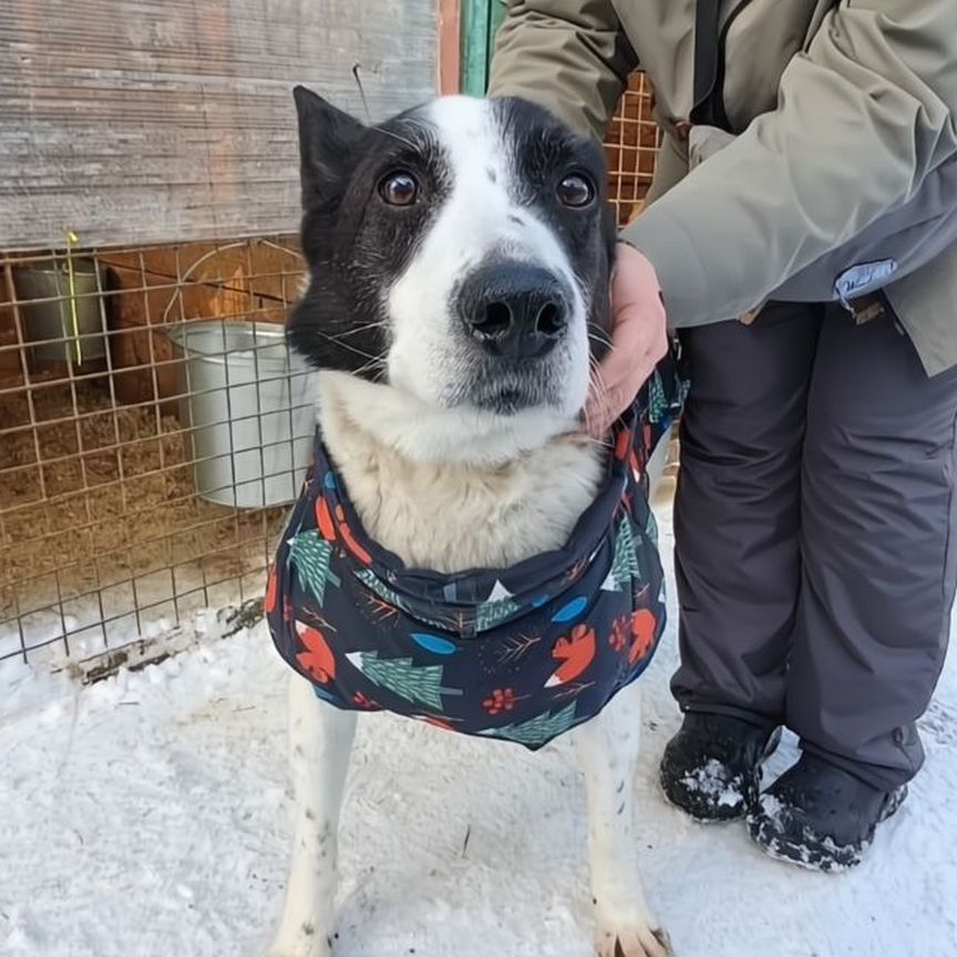 Взрослый пёс в добрые руки