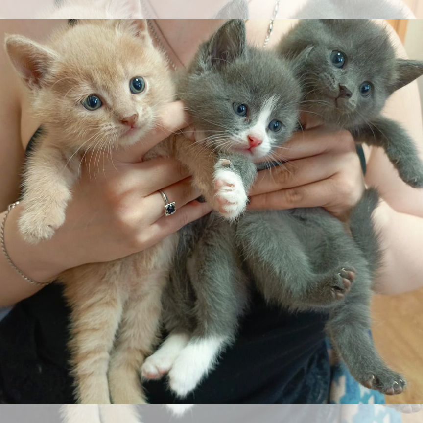 Котята в добрые руки бесплатно