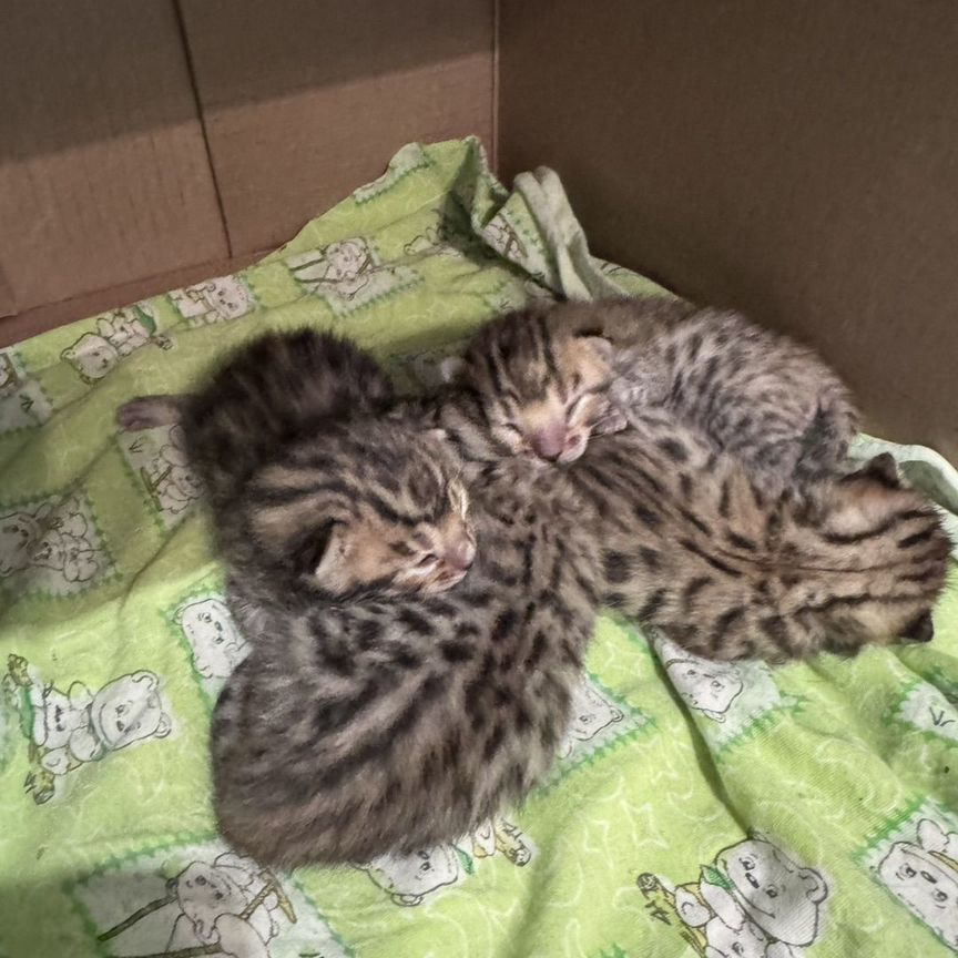 Бенгальские котята