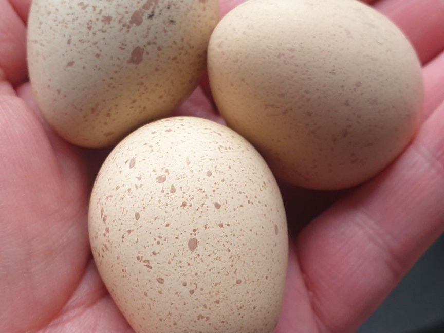 Инкубационное яйцо кеклика