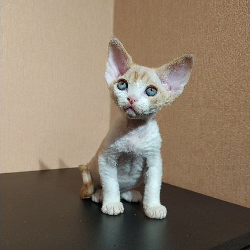 Кудрявый котенок девон-рекс