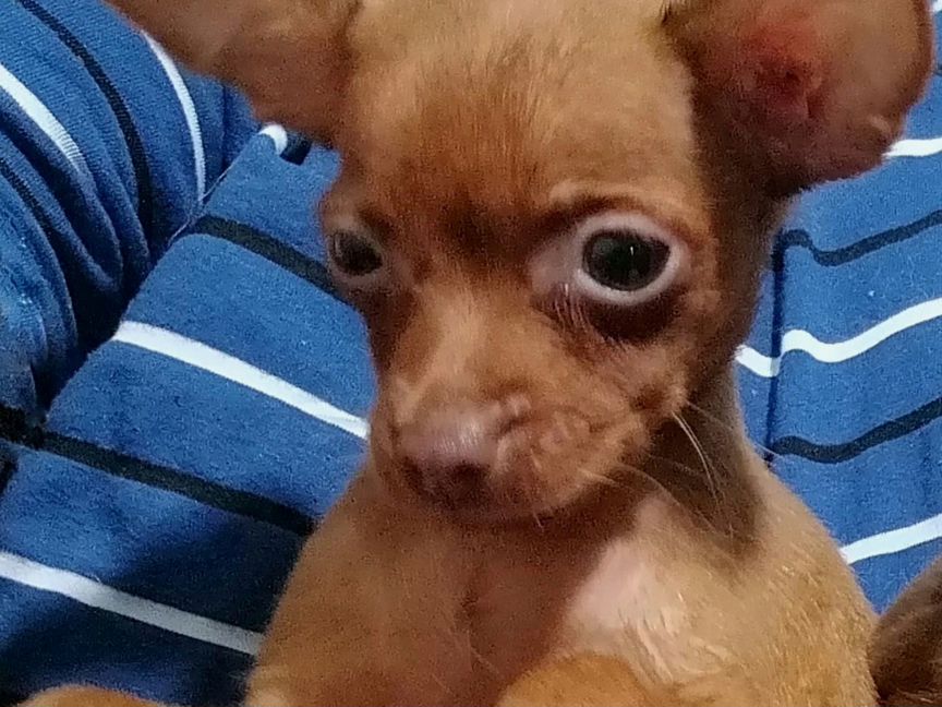 Рыже - кор. мальчик русский той