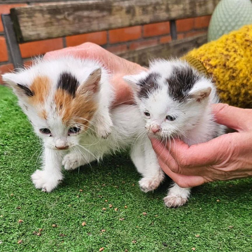 Отдам прелестных котят в добрые руки