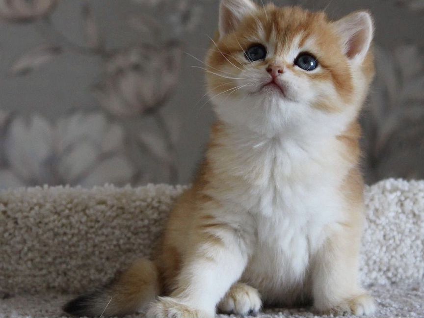 Плюшевое солнышко. Золотые шиншиллы