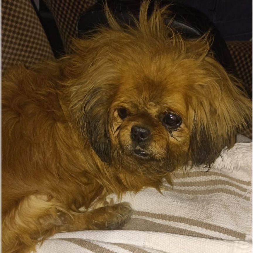 Взрослая собака в добрые руки