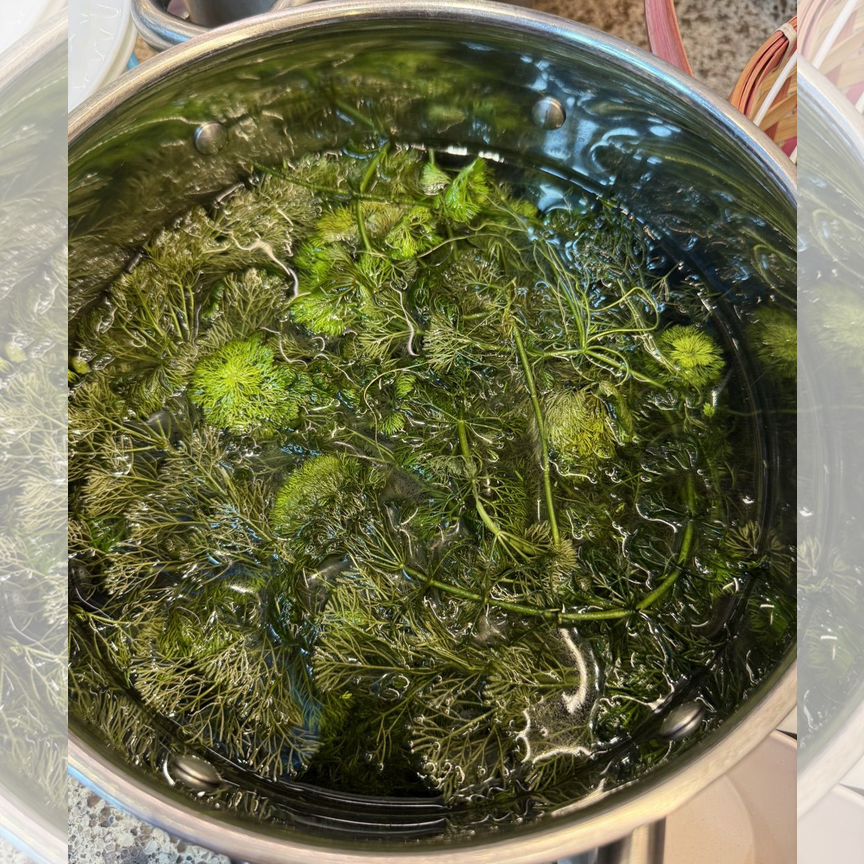 Роголистник