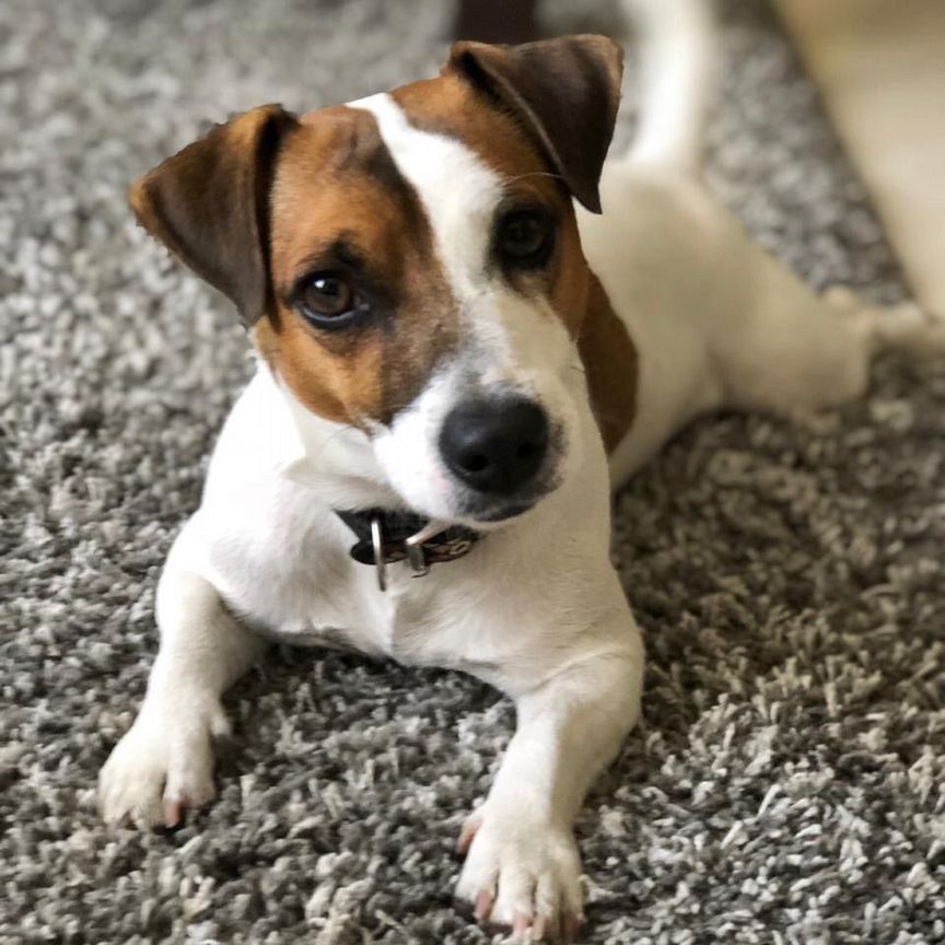 Вязка джек Рассел терьер